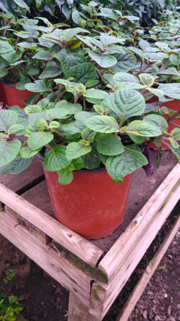 Dolar negro – Vivero Antofagasta