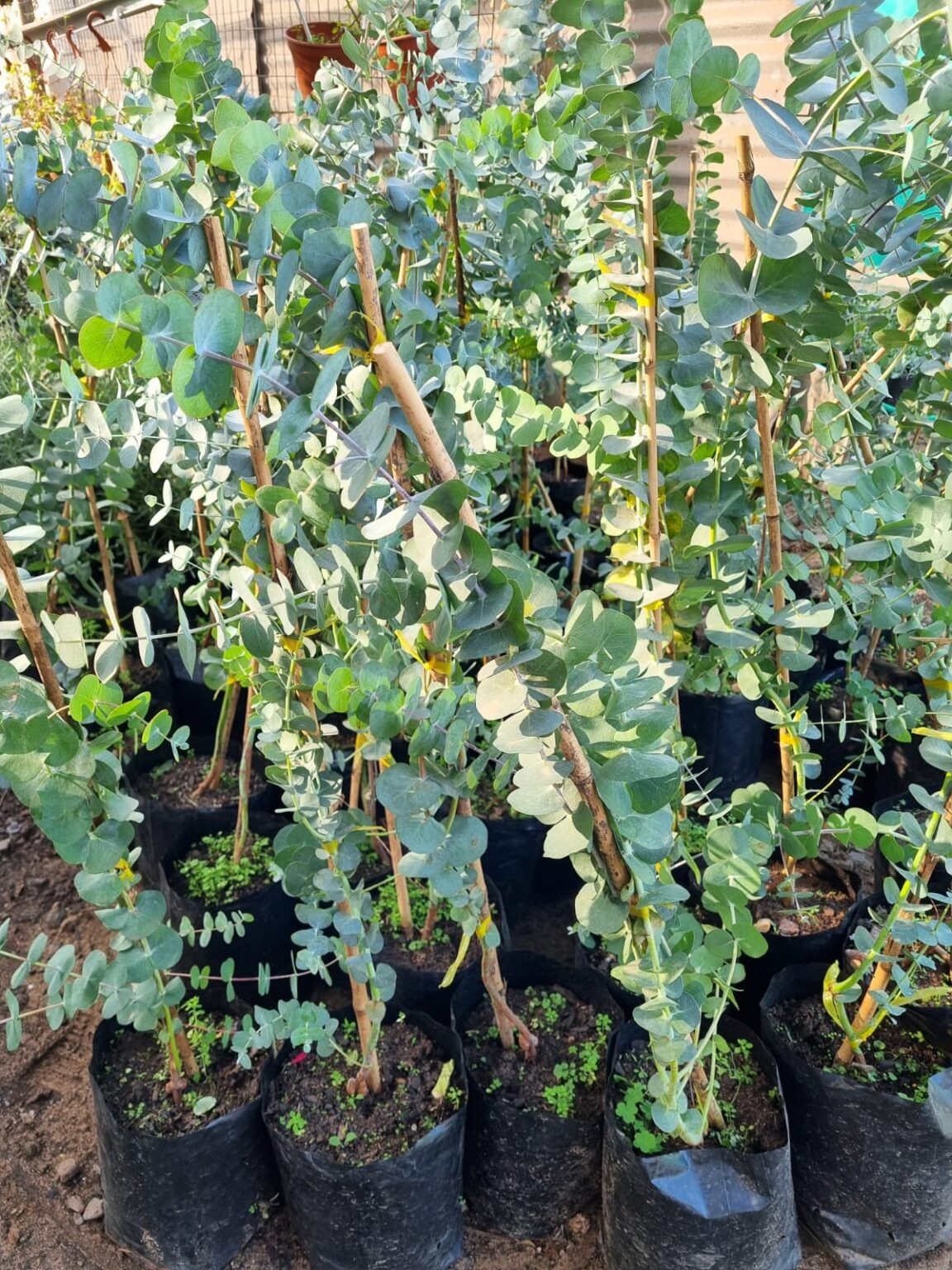 eucalipto – Vivero Antofagasta