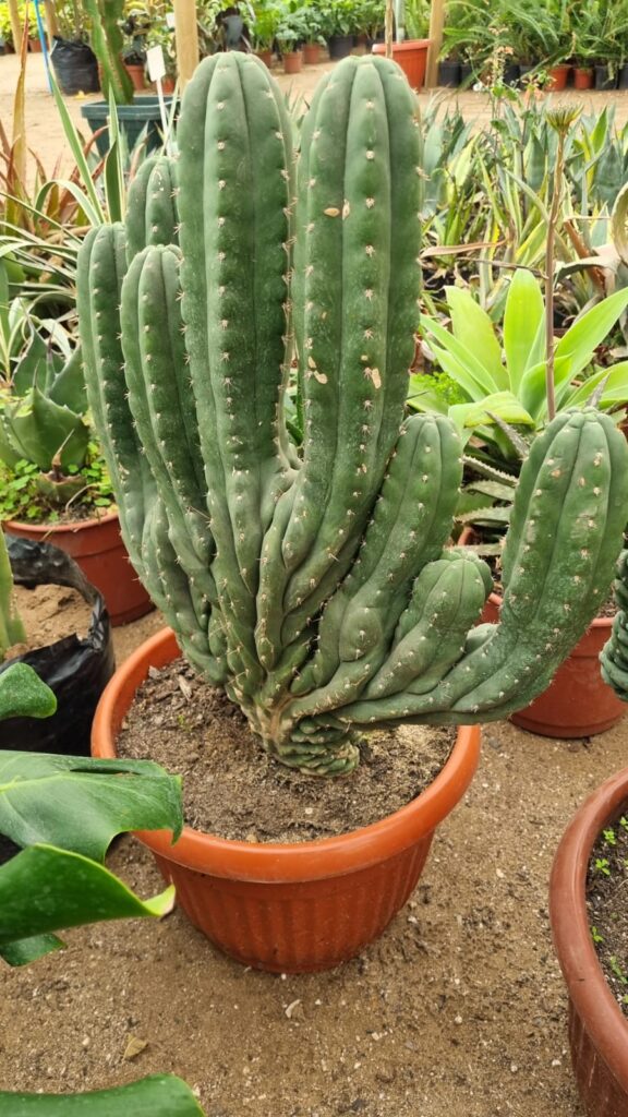cactus cerebro – Vivero Antofagasta